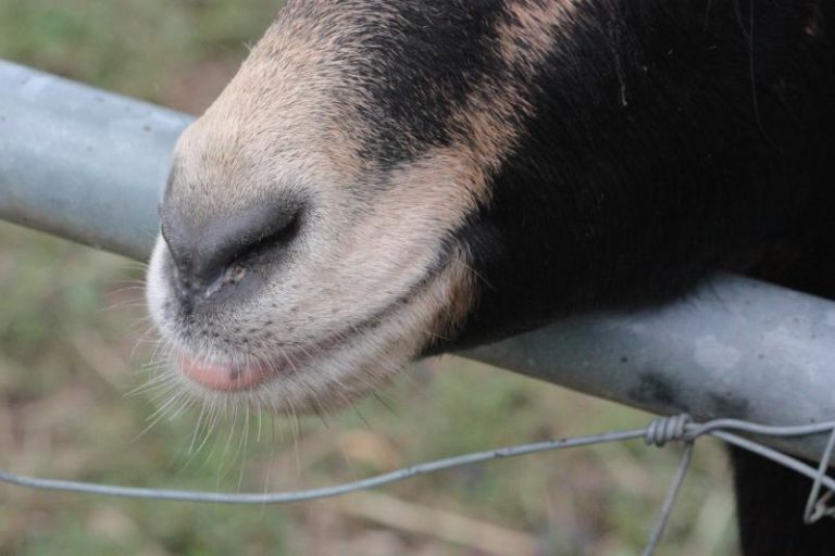 Amazing Goat Eyes and Remarkable Senses! - Goat Journal
